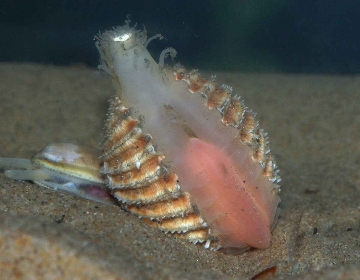 Acanthocardia echinata